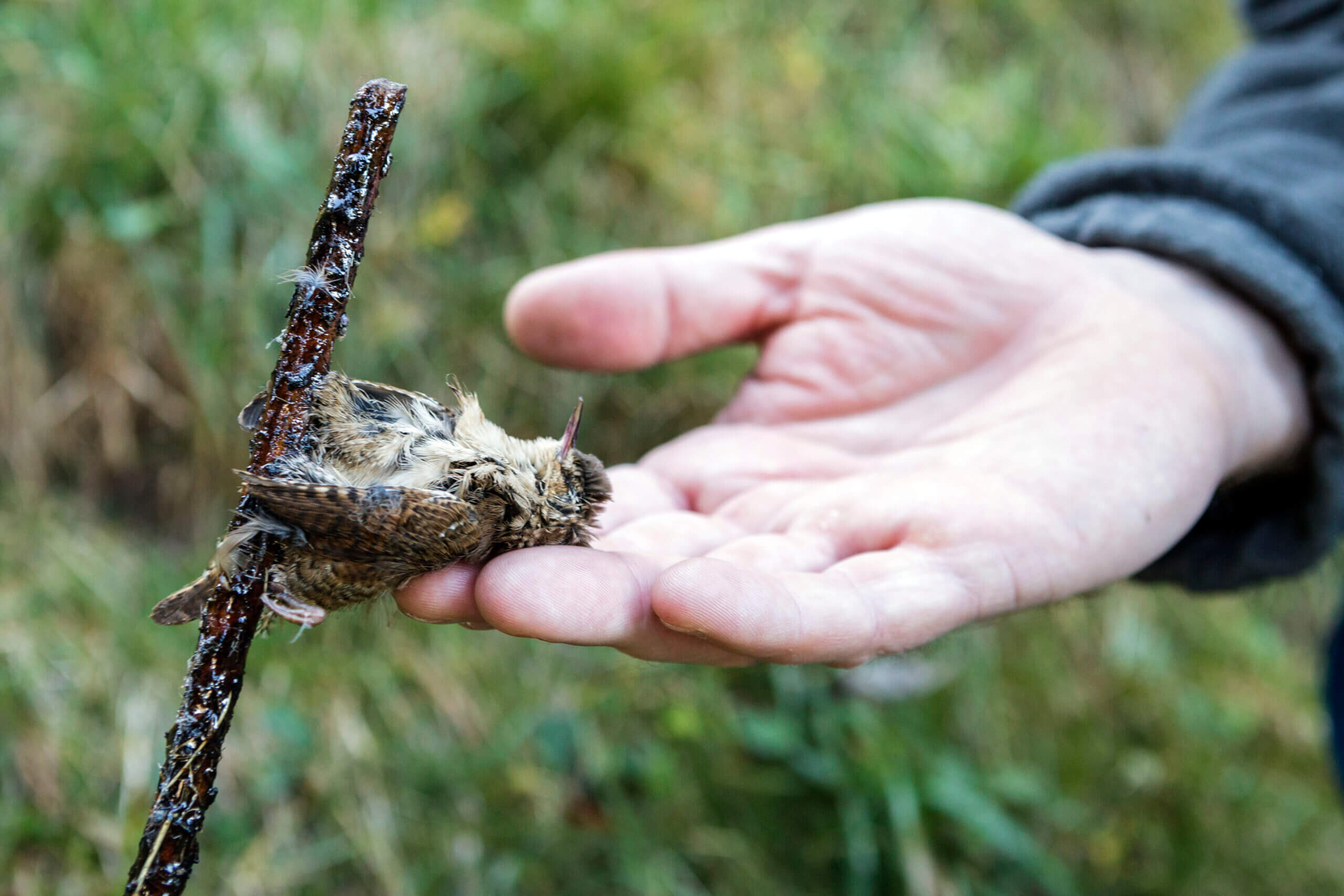 Most wildlife crimes in Europe go unpunished or undetected, says a ...